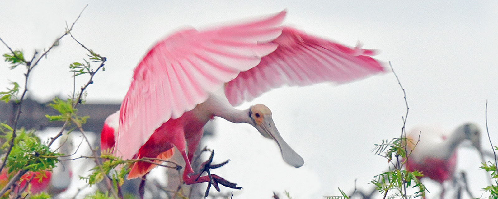 Featured Communities - Key Allegro Real Estate Company